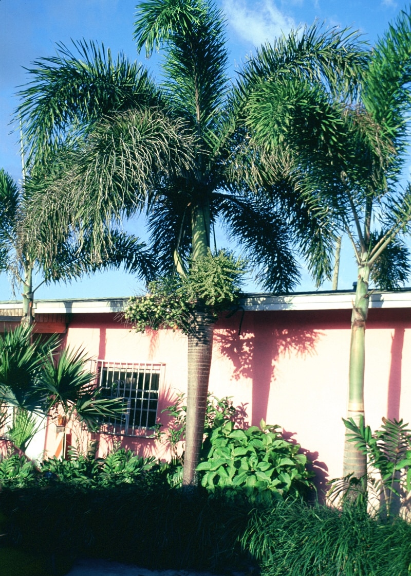 Wodyetia Bifurcata Foxtail Palm | SiteOne