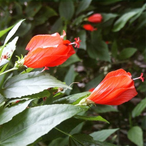 Malvaviscus Arboreus var. Penduliflorus Wax Mallow | SiteOne