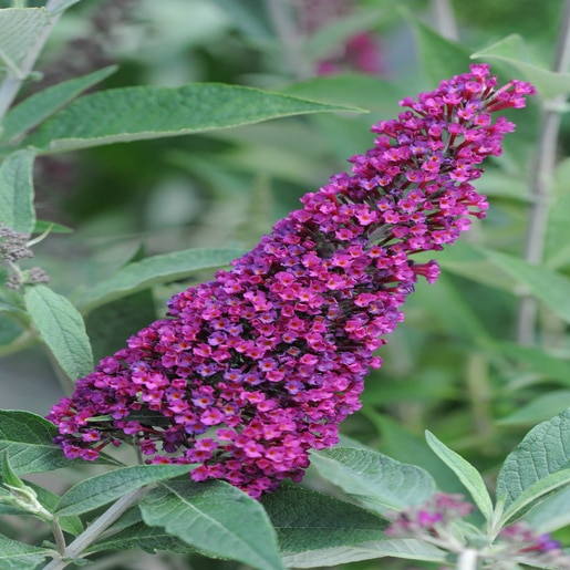 Buddleia Davidii Buzz Velvet Butterfly Bush | SiteOne