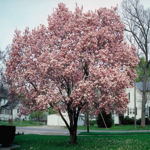 Magnolia X Soulangiana - Saucer Magnolia 24 in. | SiteOne