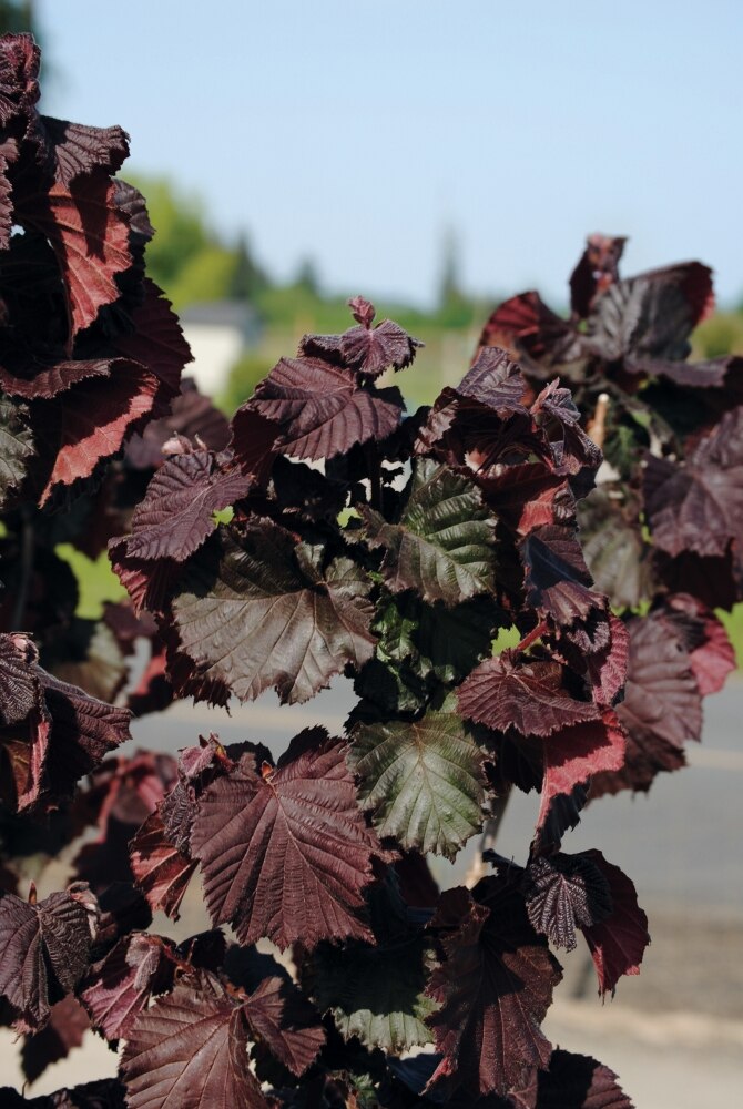 Corylus Avellana Red Dragon Filbert | SiteOne