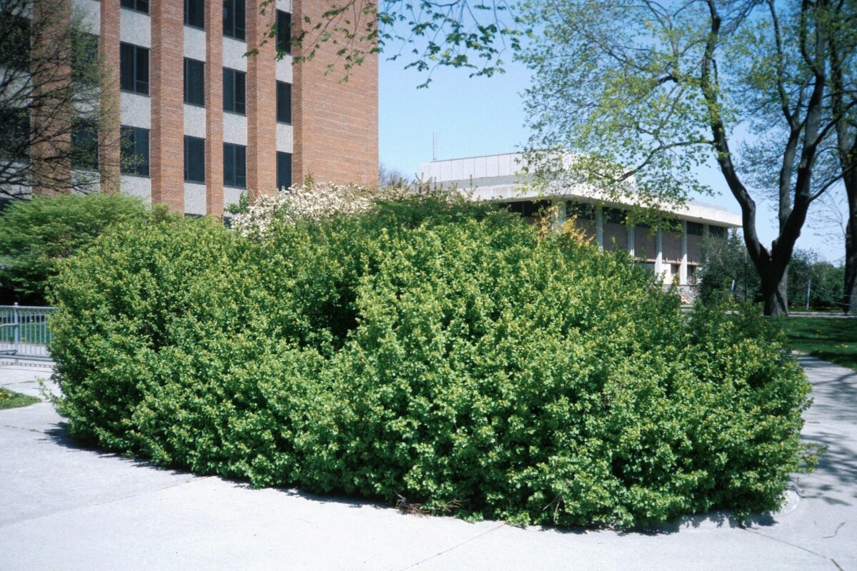 Ribes Alpinum Alpine Currant | SiteOne