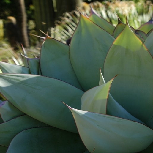 Agave Celsii Agave | SiteOne