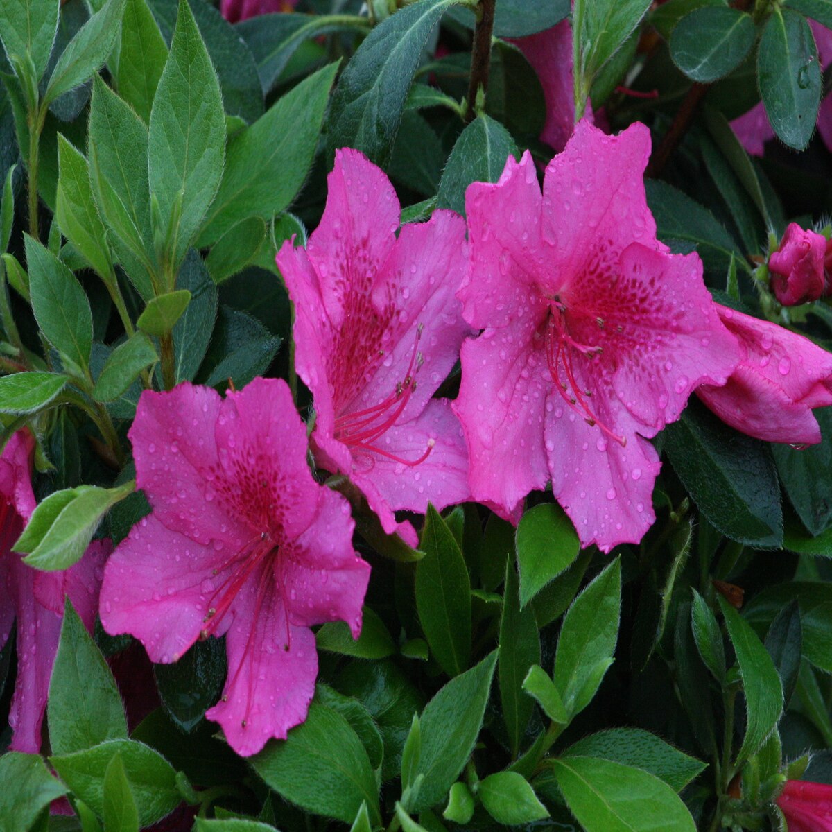 Rhododendron X Southern Charm Azalea | SiteOne