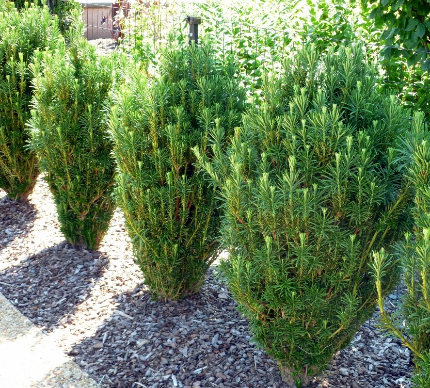Cephalotaxus Harringtonia Fastigiata Japanese Plum Yew | SiteOne