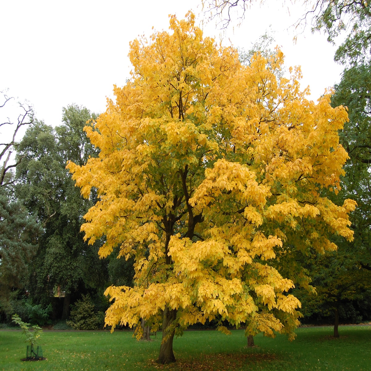 Cladrastis Kentukea American Yellowwood | SiteOne