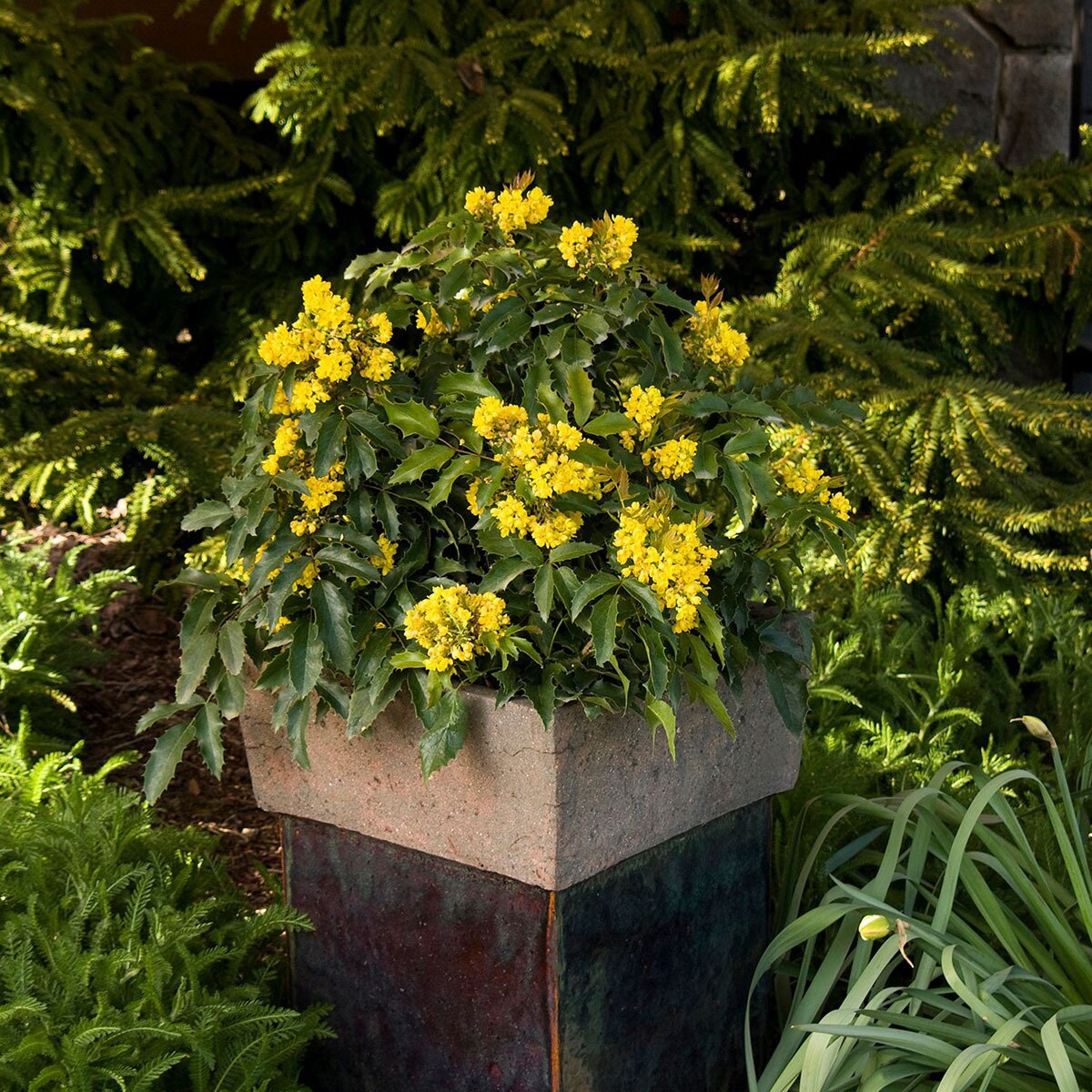 Mahonia Aquifolium Compacta Compact Oregon Grape | SiteOne