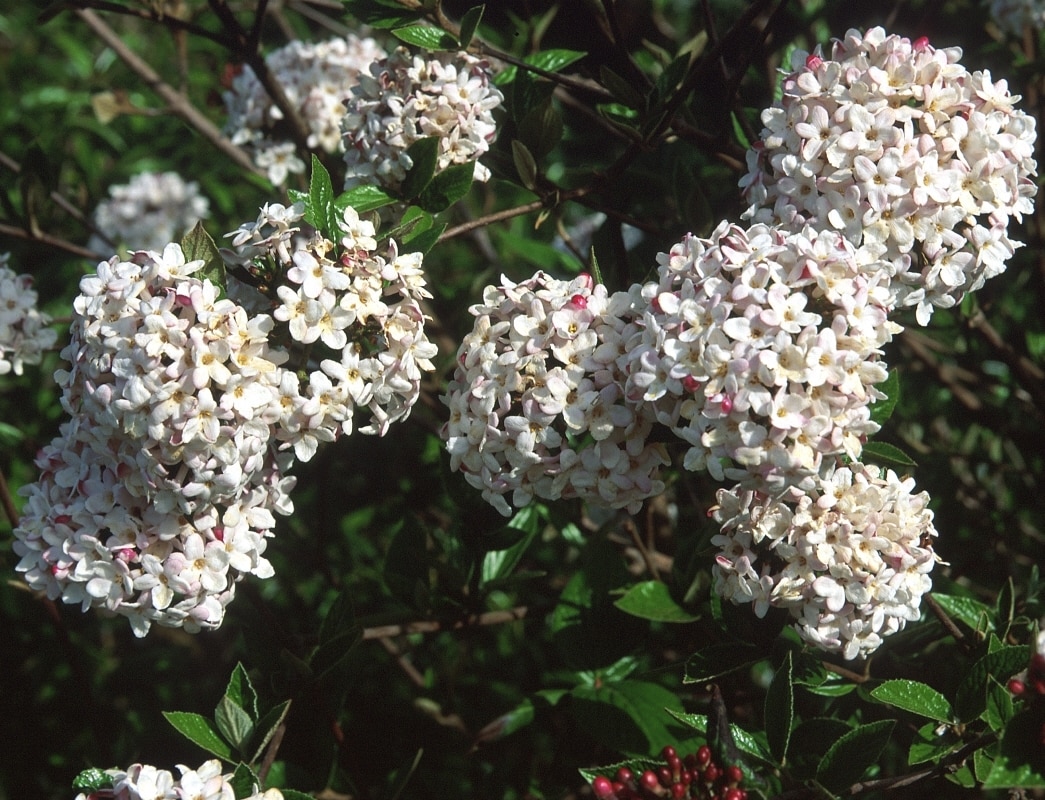 Viburnum X Burkwoodii Mohawk - Burkwood Viburnum 24 in. | Flowers ...