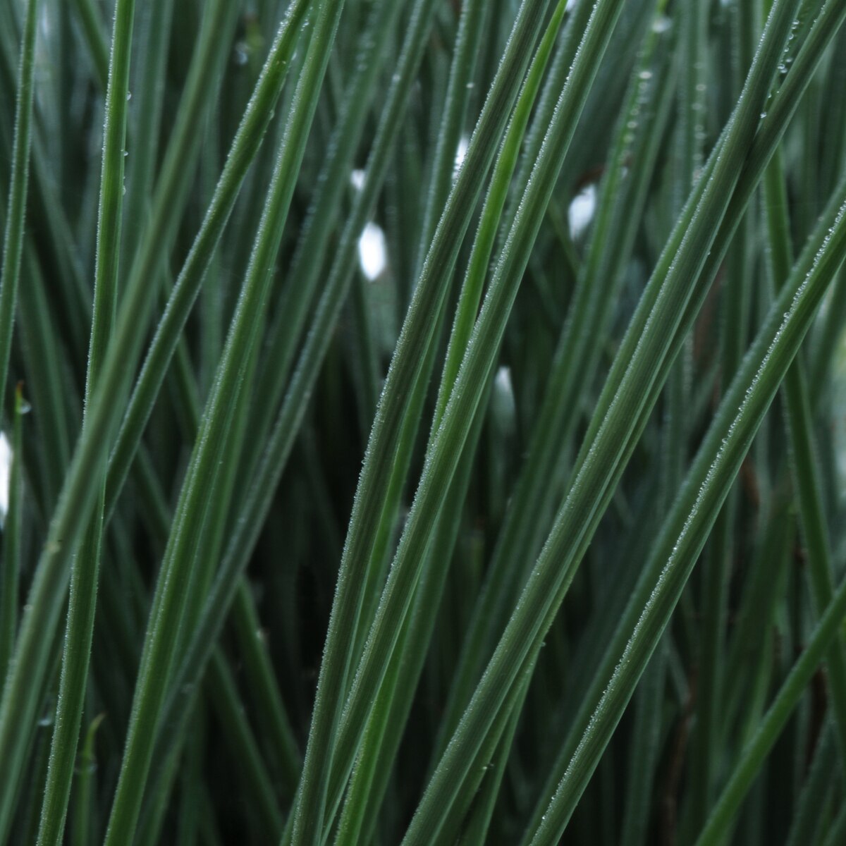 Juncus Inflexus ColorGrass Blue Arrows Rush | SiteOne