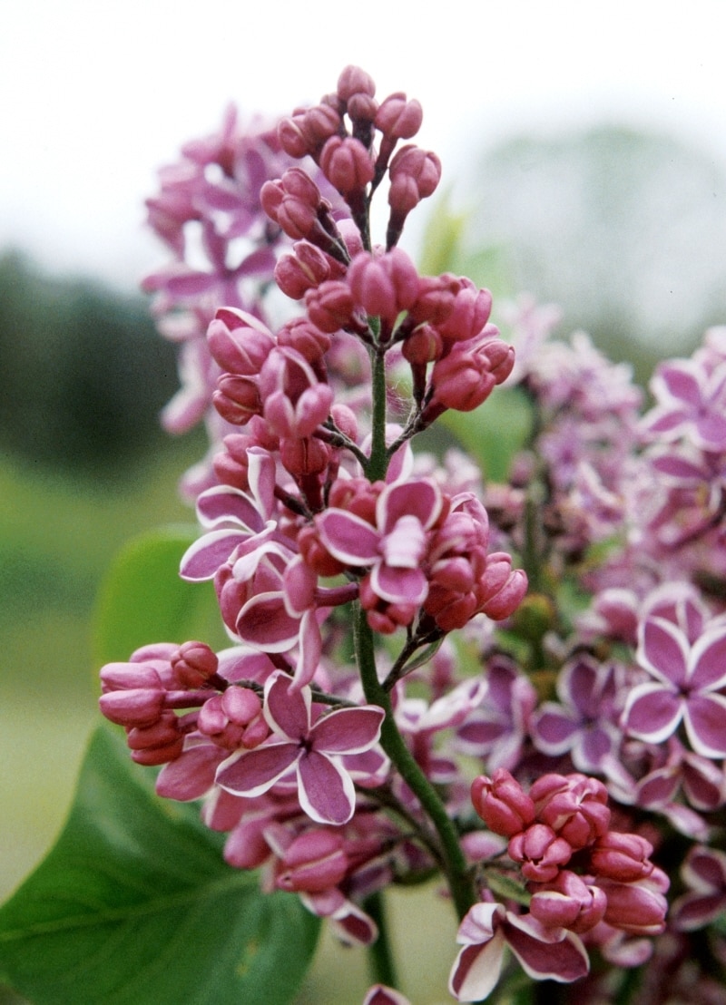 Syringa Vulgaris Sensation Lilac | SiteOne