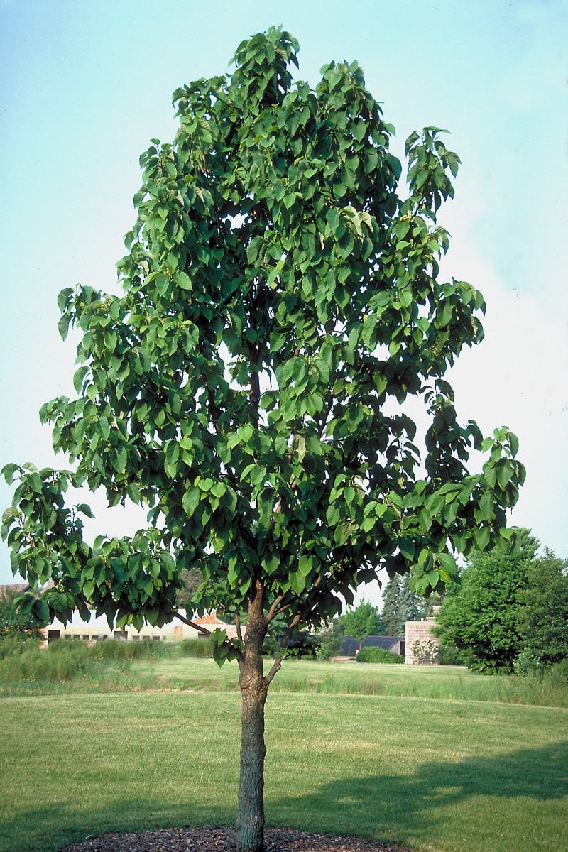 Magnolia Acuminata Cucumber Tree | SiteOne