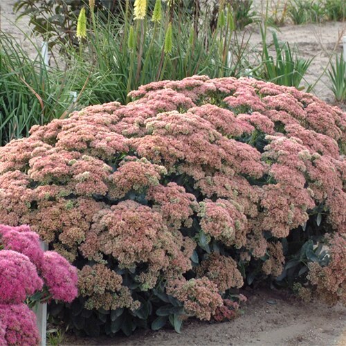 Sedum Spectabile Autumn Fire Sedum | SiteOne