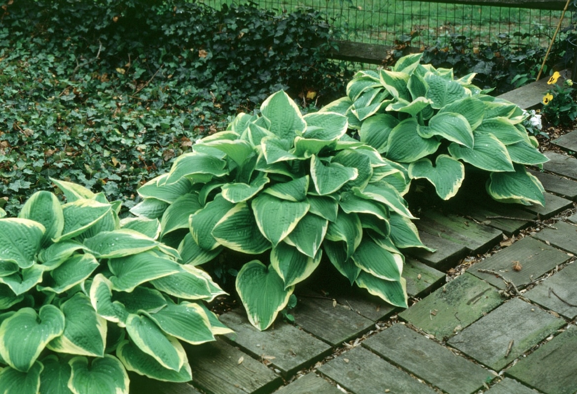 Hosta Fortunei Aureomarginata Gold-Edged Plantain Lily | SiteOne