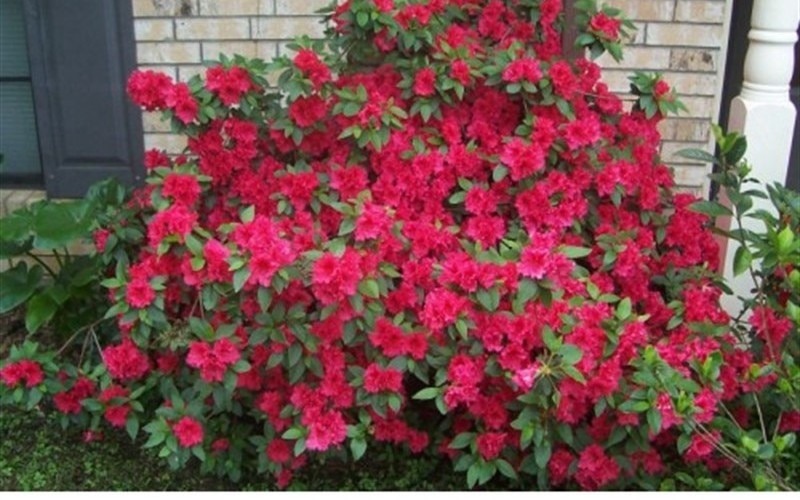 Rhododendron X Formosa Red Azalea | SiteOne