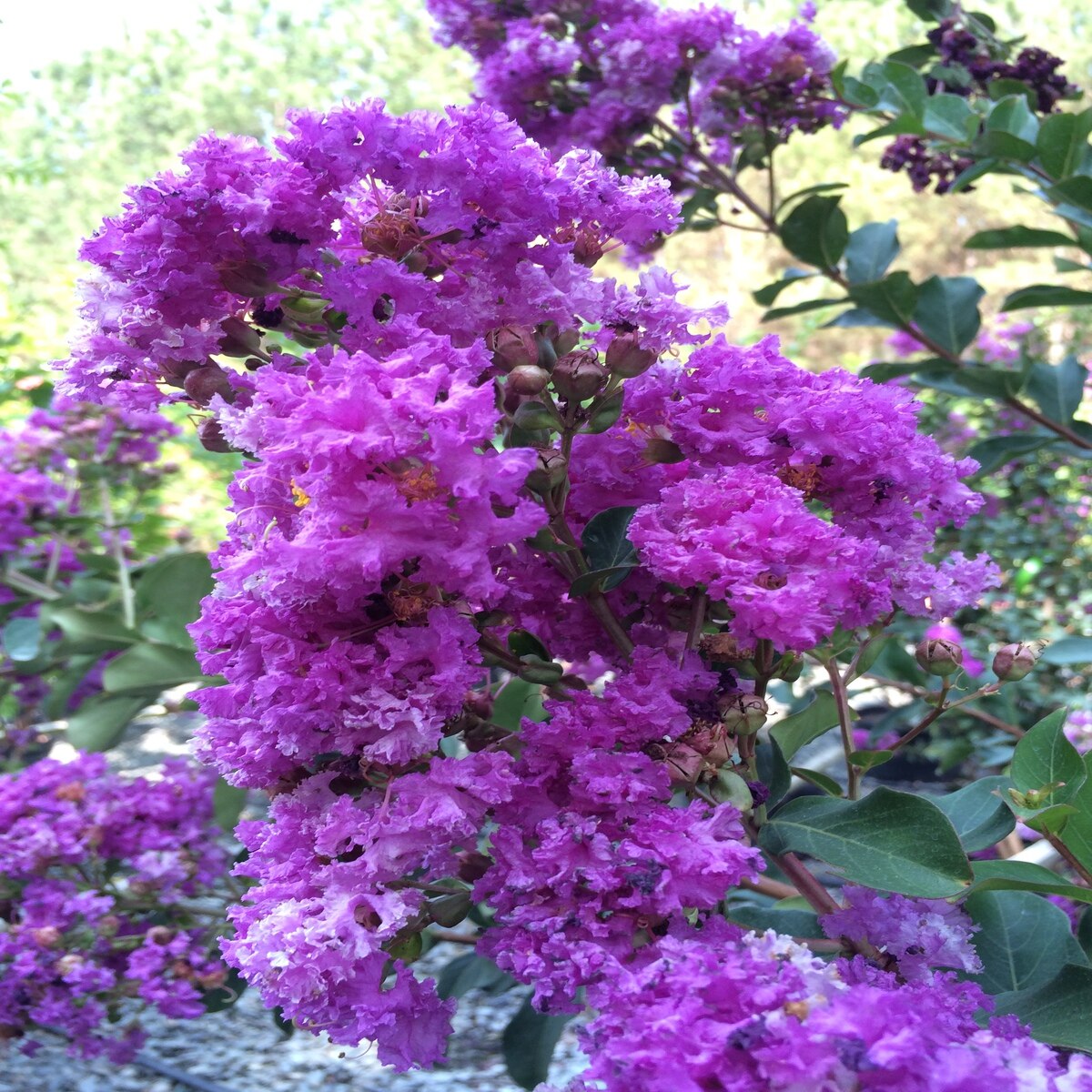 Lagerstroemia Indica Twilight Crape Myrtle | SiteOne