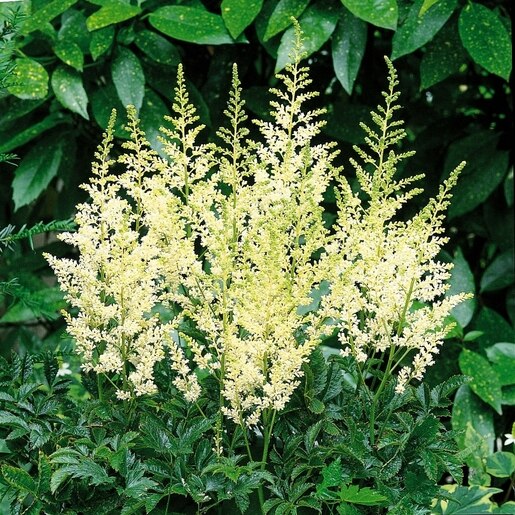 Astilbe X Arendsii Snowdrift - Astilbe #1 | SiteOne