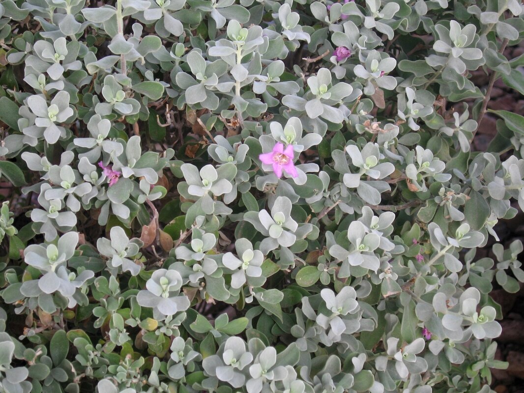 Leucophyllum Frutescens Compactum Texas Sage | SiteOne