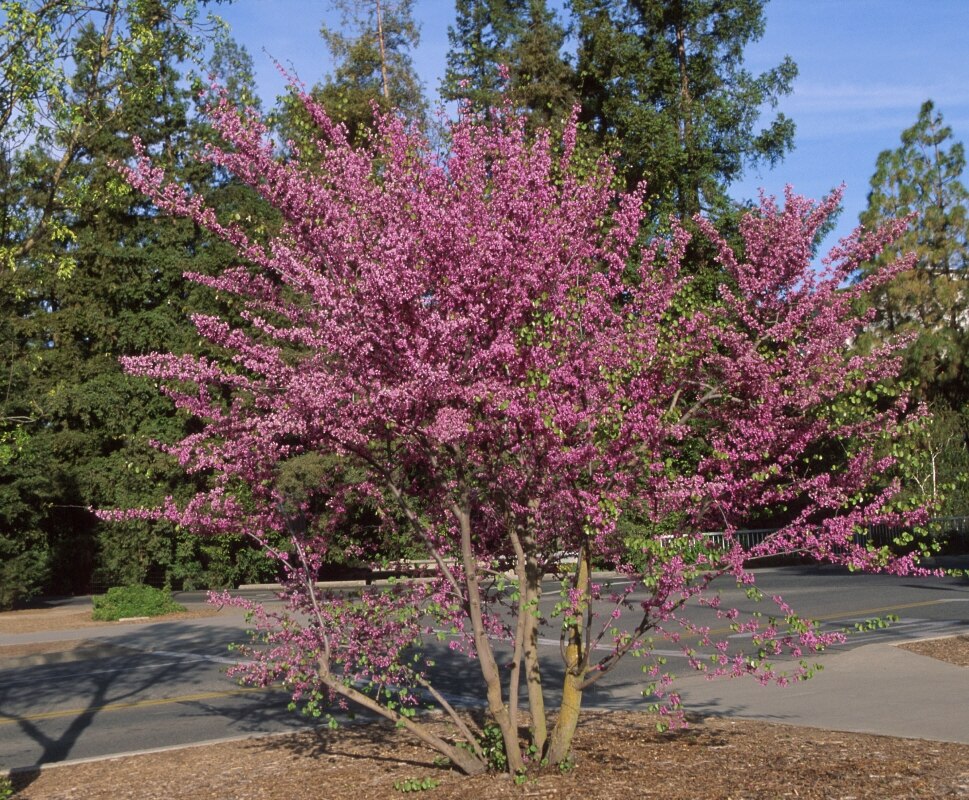 Cercis Occidentalis Western Redbud | SiteOne