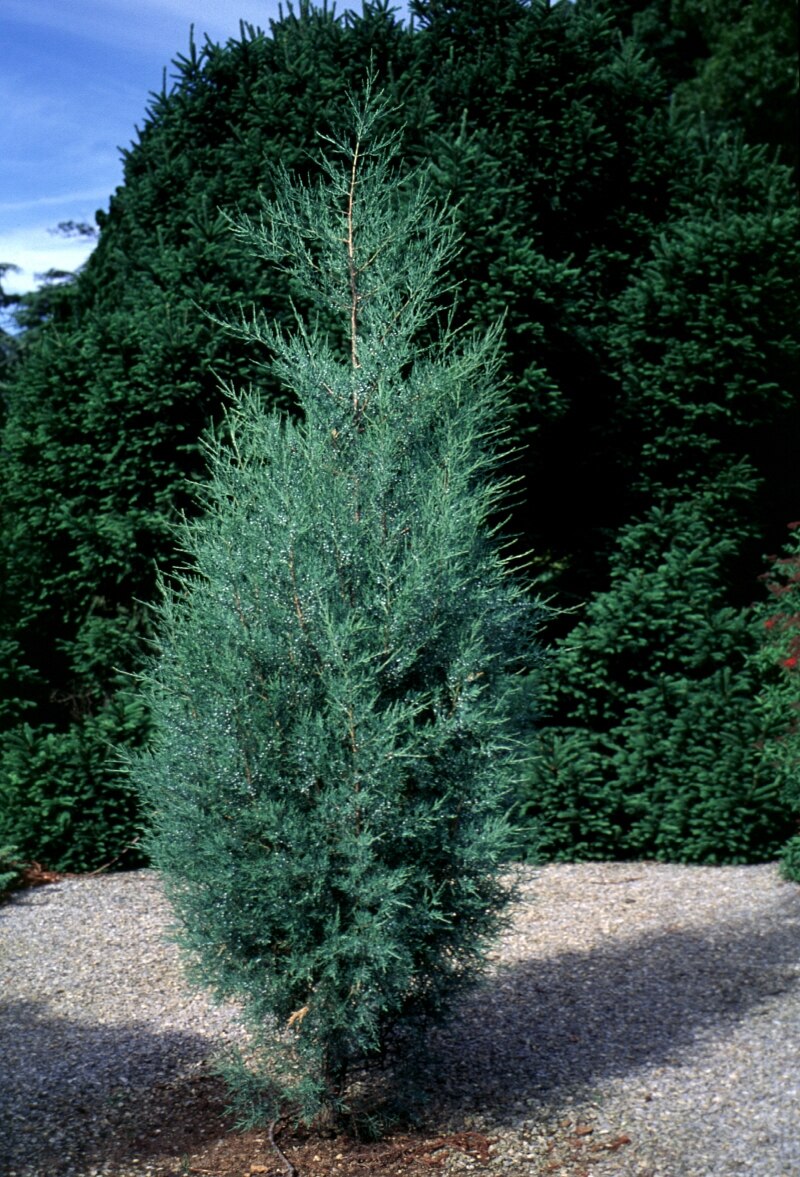Juniperus Virginiana Burkii Eastern Red Cedar | SiteOne