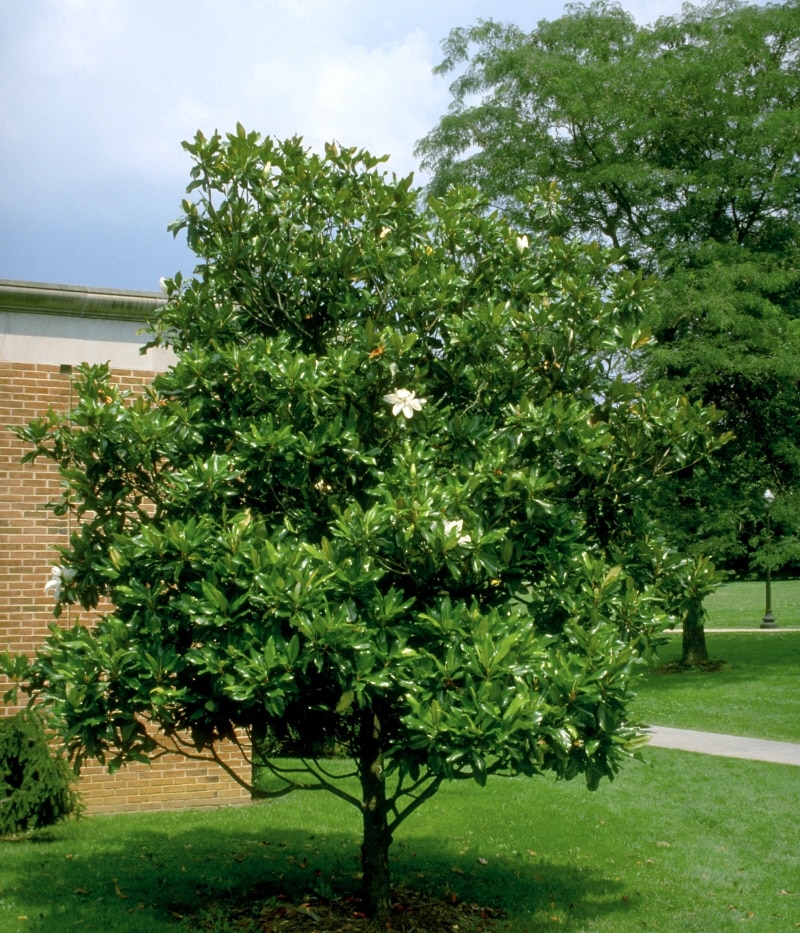 Magnolia Grandiflora Southern Magnolia | SiteOne