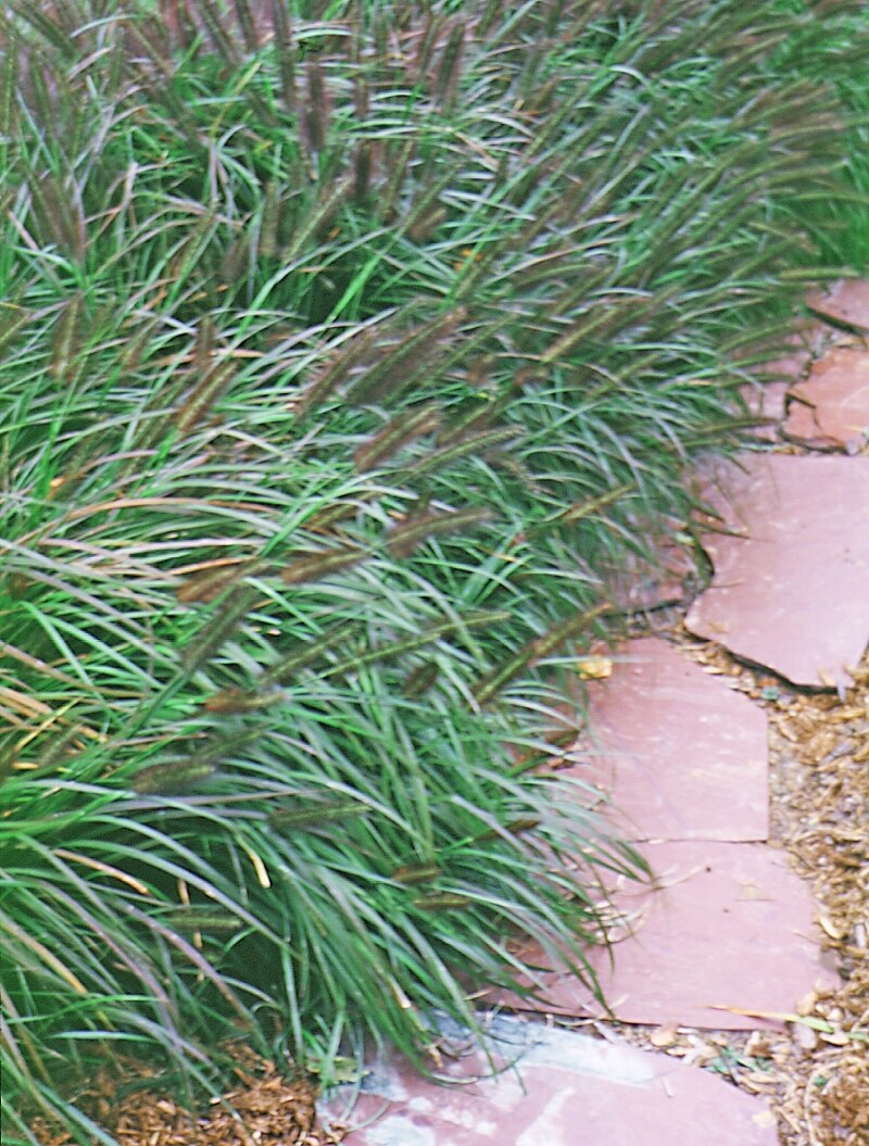 Pennisetum Alopecuroides Moudry Fountain Grass | SiteOne
