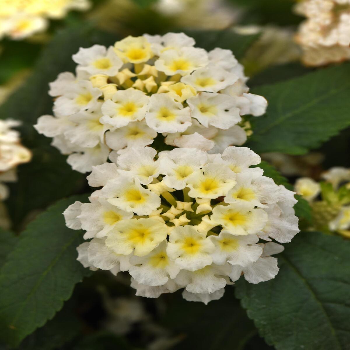 Lantana Camara Little Lucky White Lantana | SiteOne