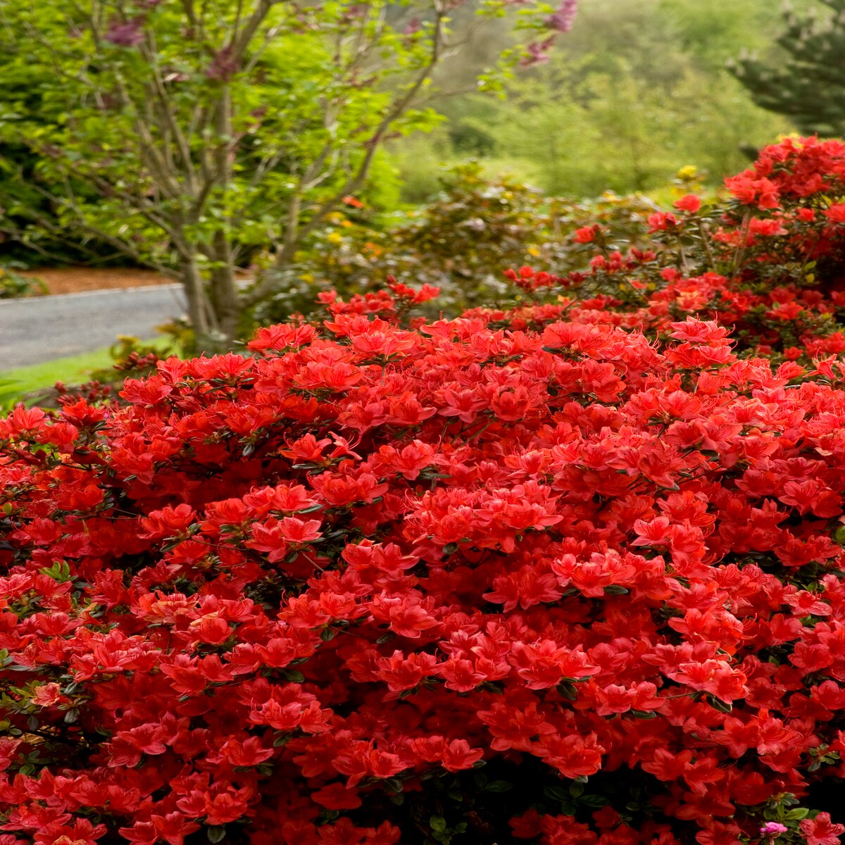 Rhododendron X Hot Shot Azalea | SiteOne