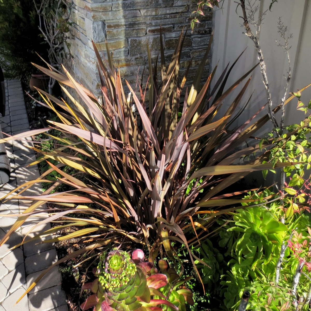 Phormium Tenax Atropurpureum Compactum New Zealand Flax | SiteOne