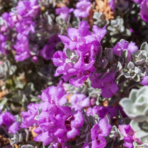 Leucophyllum Candidum Thunder Cloud Texas Sage | SiteOne