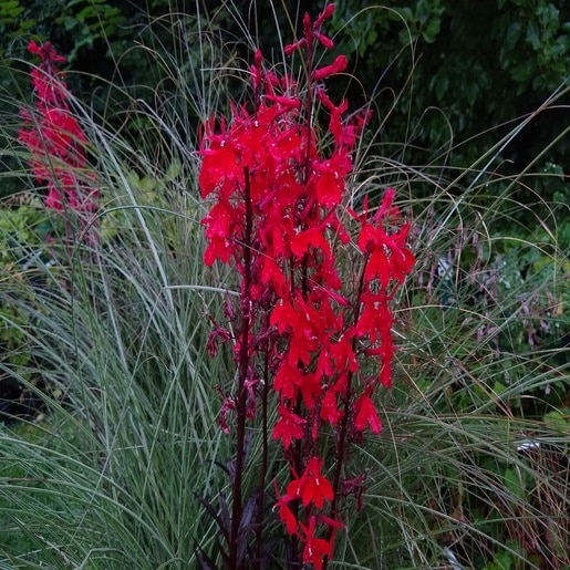 Lobelia Cardinalis Queen Victoria Cardinal Flower | SiteOne