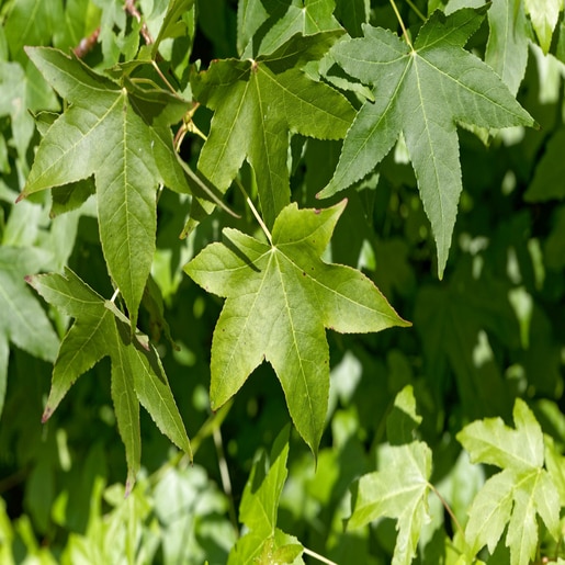 Liquidambar Styraciflua Cherokee Sweetgum | SiteOne