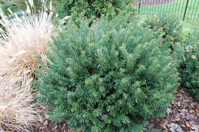 Cephalotaxus Harringtonia var. Drupacea Japanese Plum Y | SiteOne