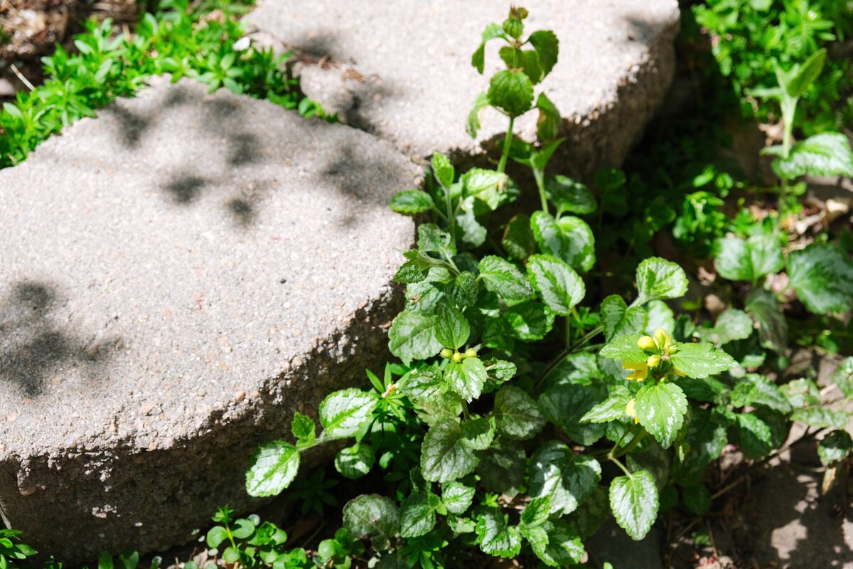 Lamiastrum Galeobdolan Variegatum Yellow Archangel | SiteOne