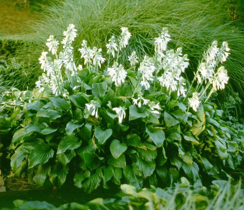 Hosta Royal Standard Plantain Lily | SiteOne