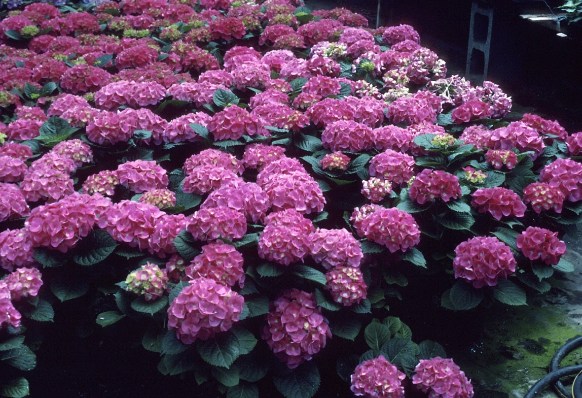 Hydrangea Macrophylla Big Leaf Hydrangea | SiteOne