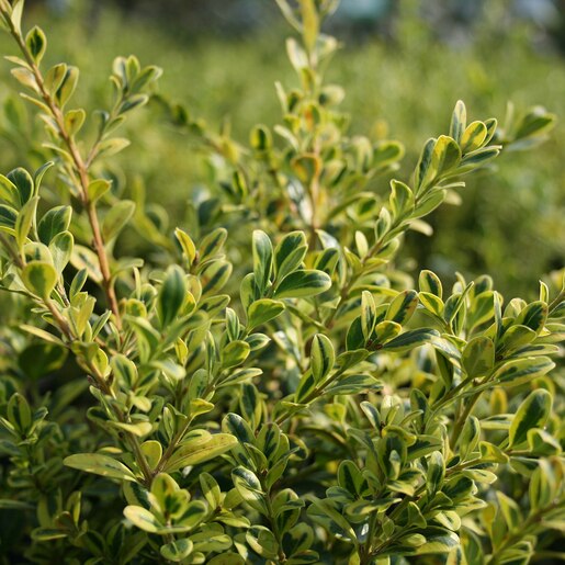Buxus Microphylla Golden Dream Boxwood | SiteOne