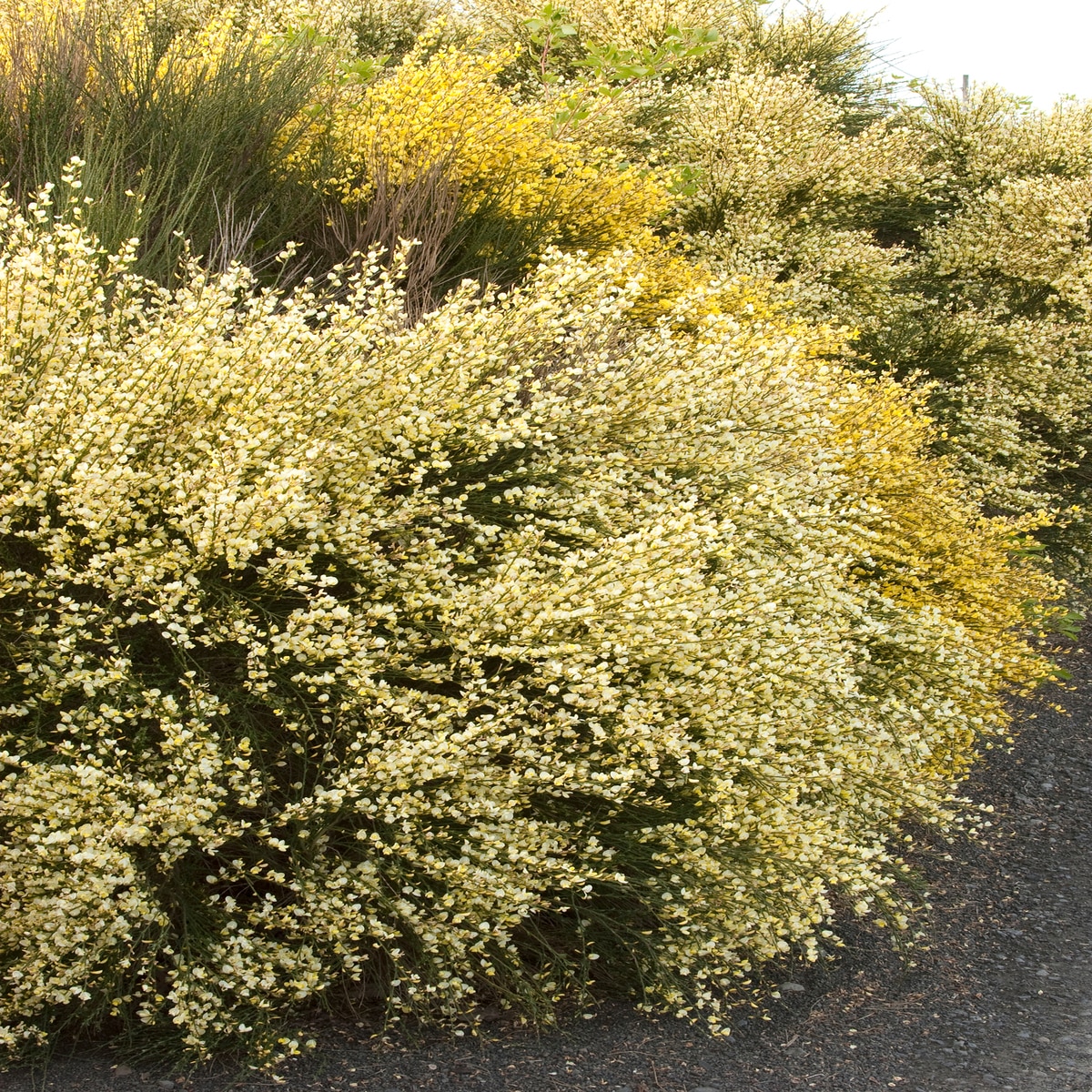 Cytisus Scoparius Moonlight Scotch Broom | SiteOne