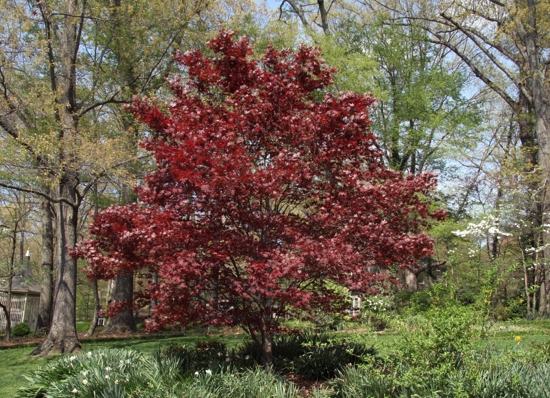 Acer Palmatum Bloodgood Japanese Maple | SiteOne