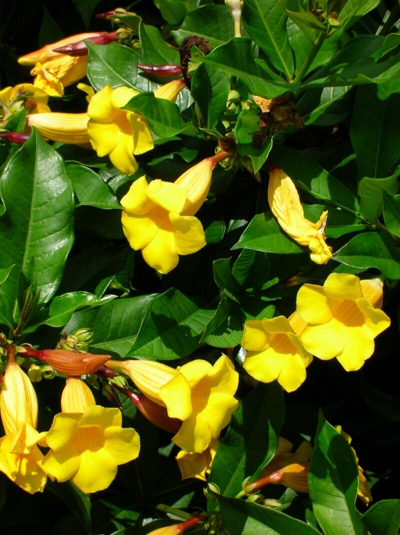 Allamanda Schottii - Bush Allamanda #1 | Flowers, Plants & Shrubs | SiteOne