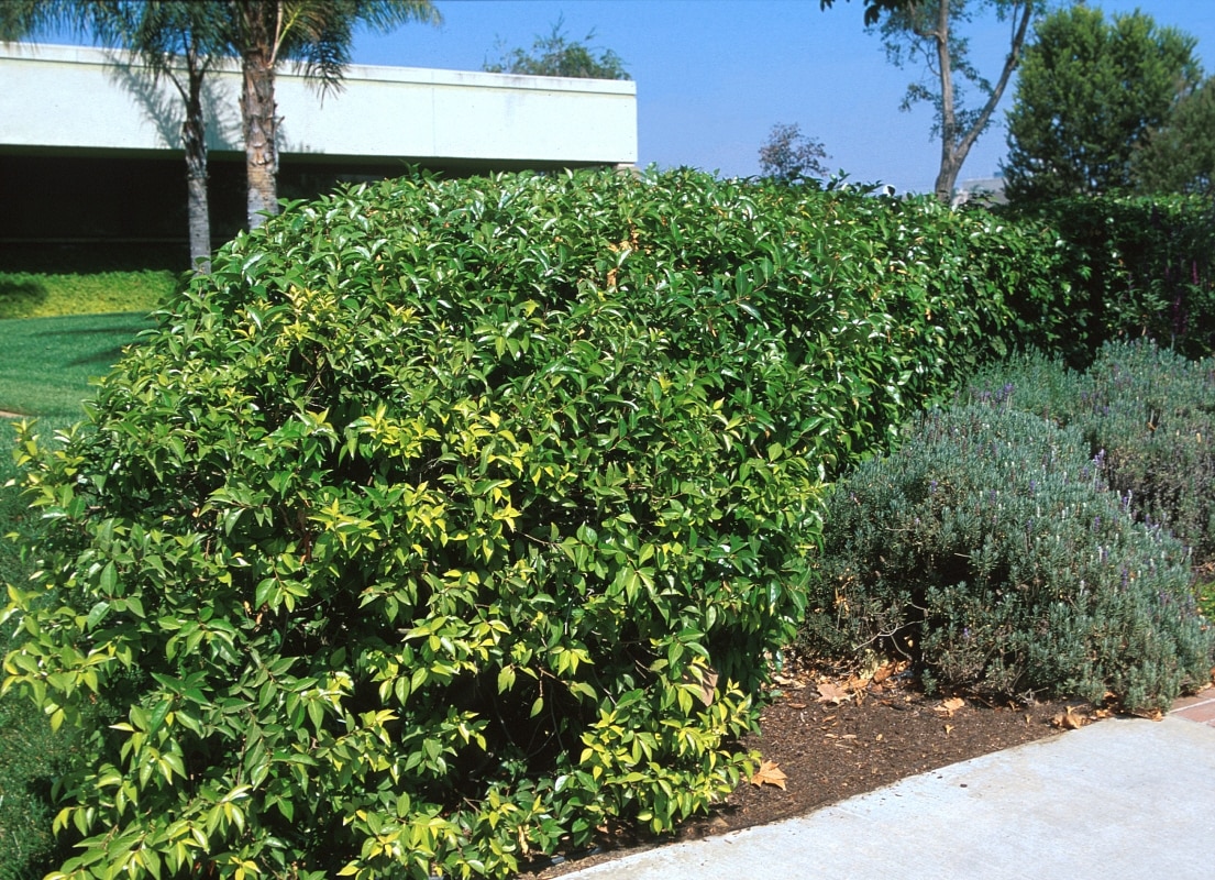 Xylosma Congestum Shiny Xylosma | SiteOne