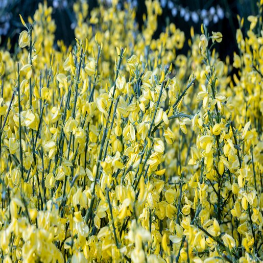 Cytisus X Praecox Allgold Broom | SiteOne