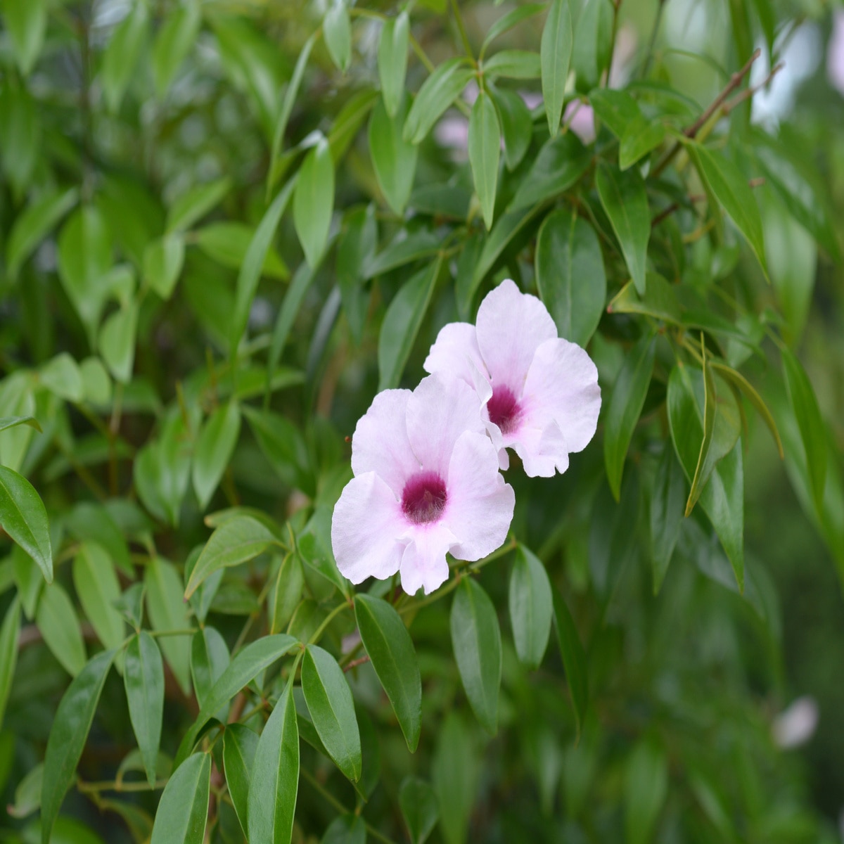 Pandorea Jasminoides Rosea Pink Bower Vine | SiteOne