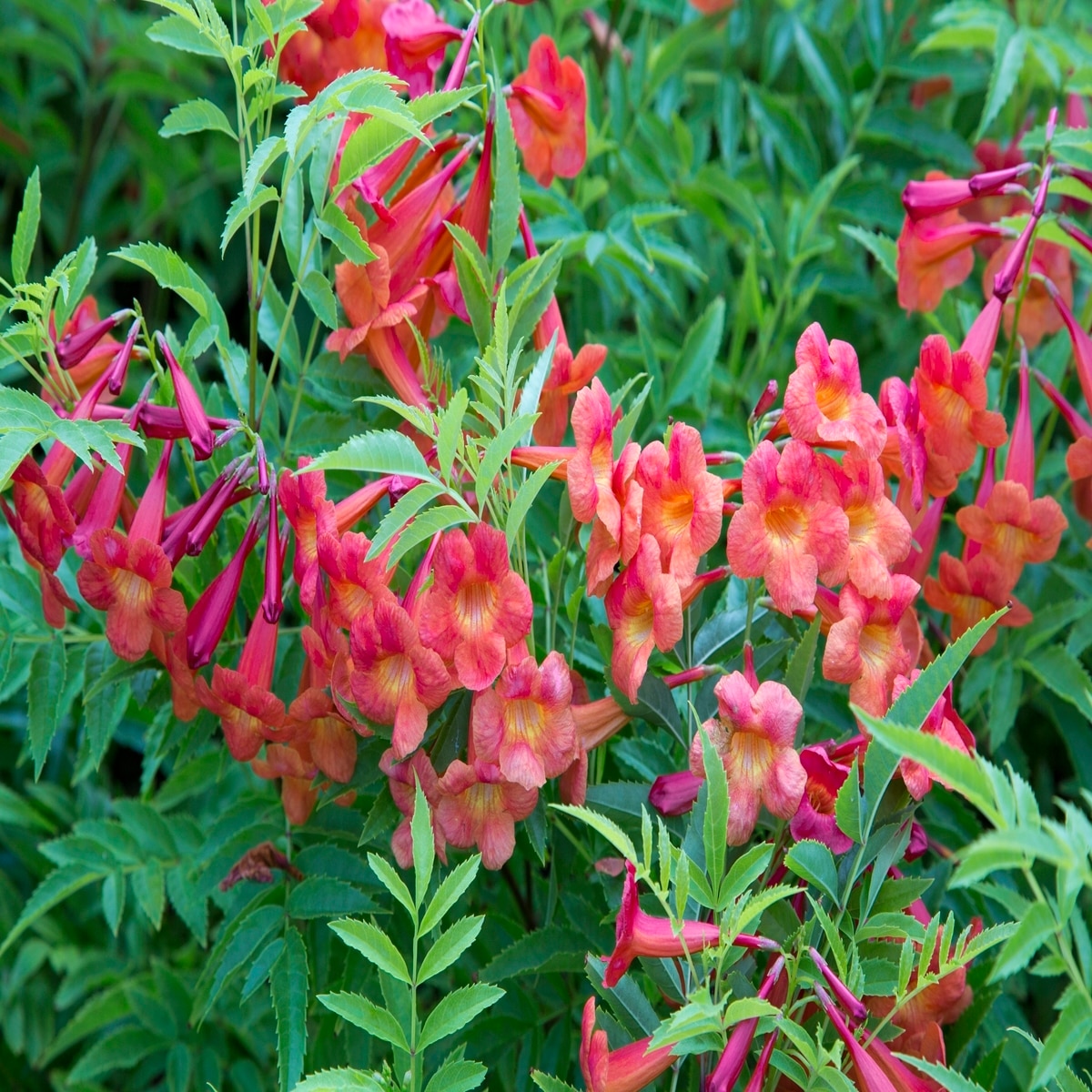 Tecoma X Bells of Fire Esperanza | SiteOne