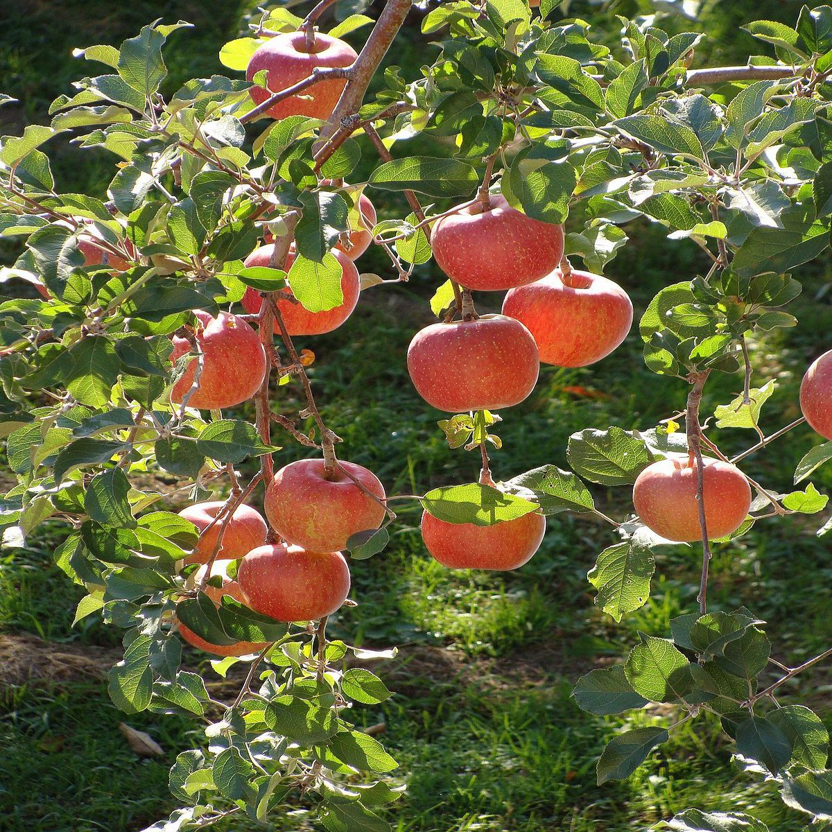 Malus Domestica Fuji Apple | SiteOne
