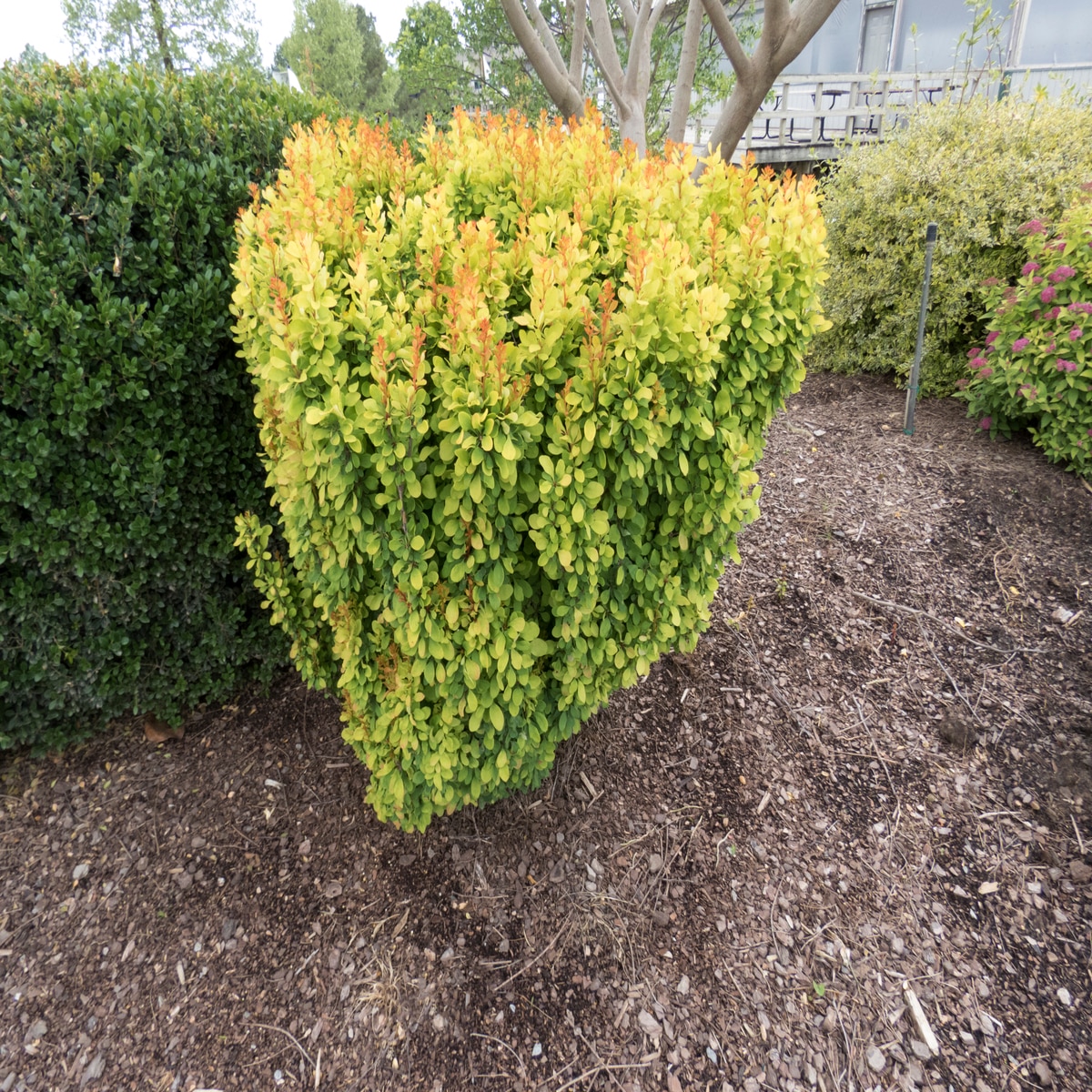 Berberis Thunbergii Golden Rocket Japanese Barberry | SiteOne