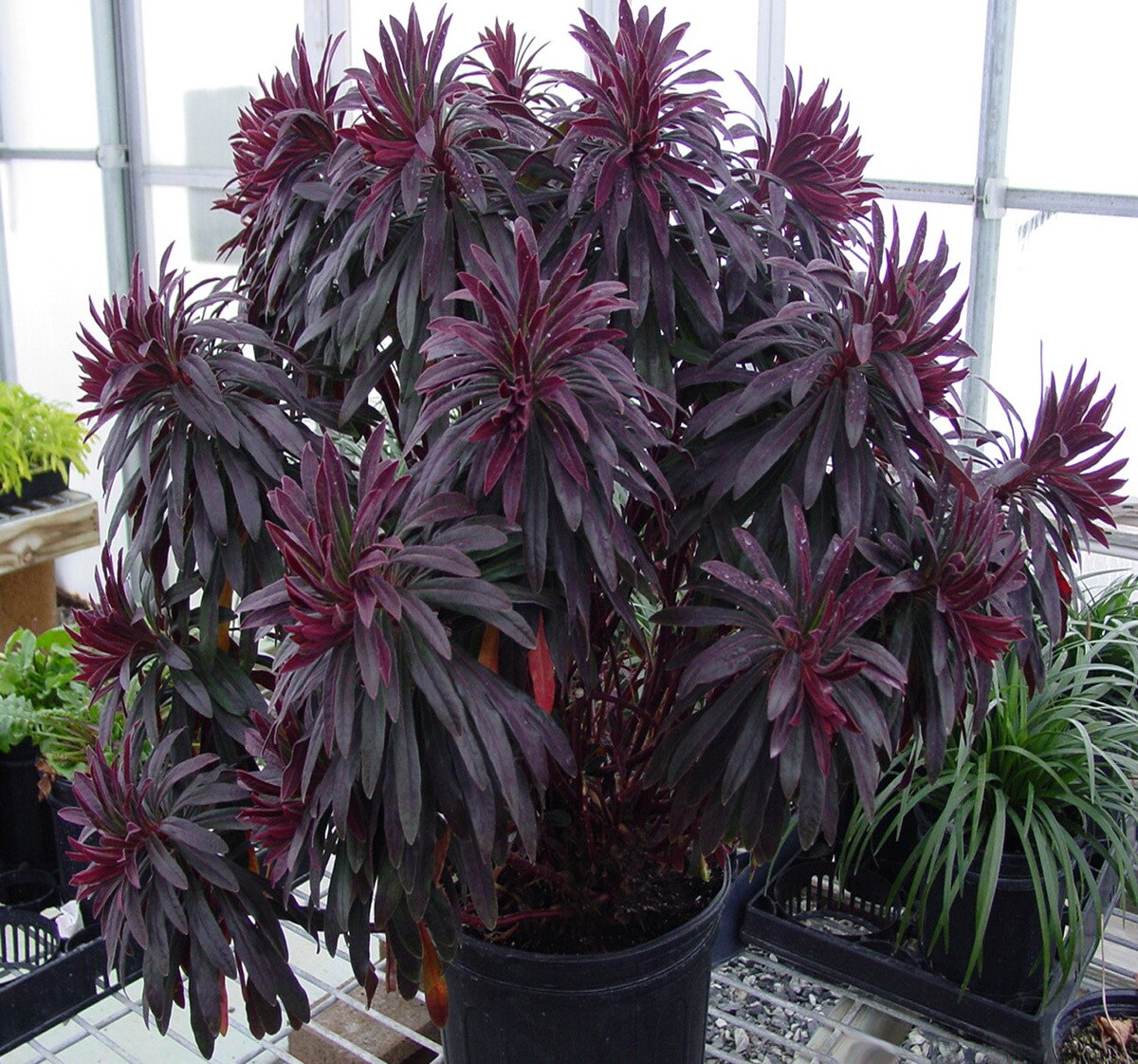 Euphorbia Amygdaloides Waleuphglo Ruby Glow Wood Spurge | SiteOne
