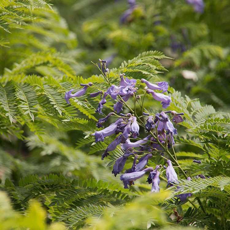 Jacaranda Mimosifolia Bonsai Blue Dwarf Jacaranda | SiteOne