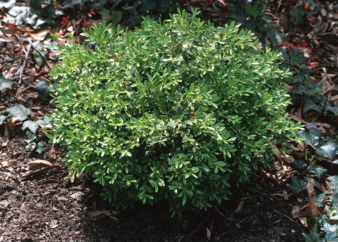Buxus Microphylla var. Koreana Korean Littleleaf Boxwoo | SiteOne