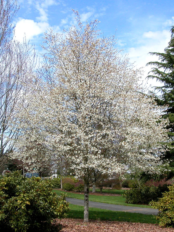 Amelanchier Laevis Spring Flurry Allegheny Serviceberry | SiteOne