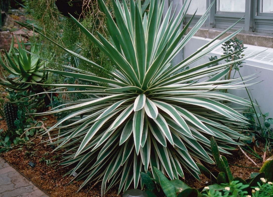 Agave Angustifolia Marginata Variegated Caribbean Agave | SiteOne